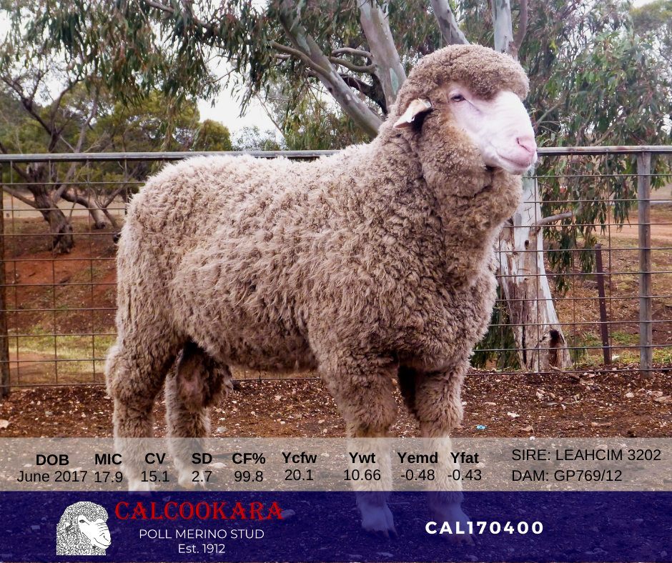 Semen Sires – Calcookara Stud